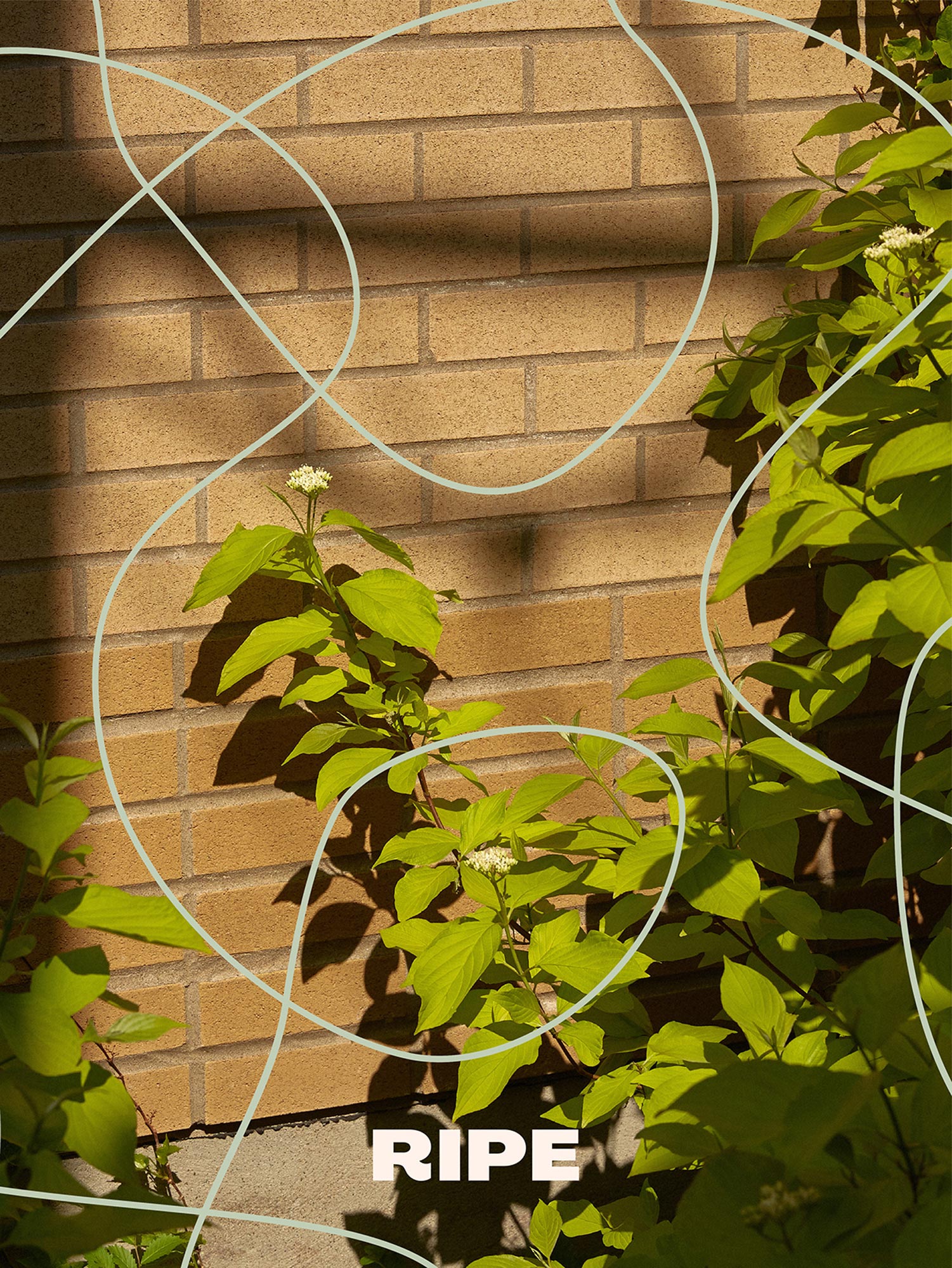 RIPE Brand Identity and Content Design | Saint Urbain